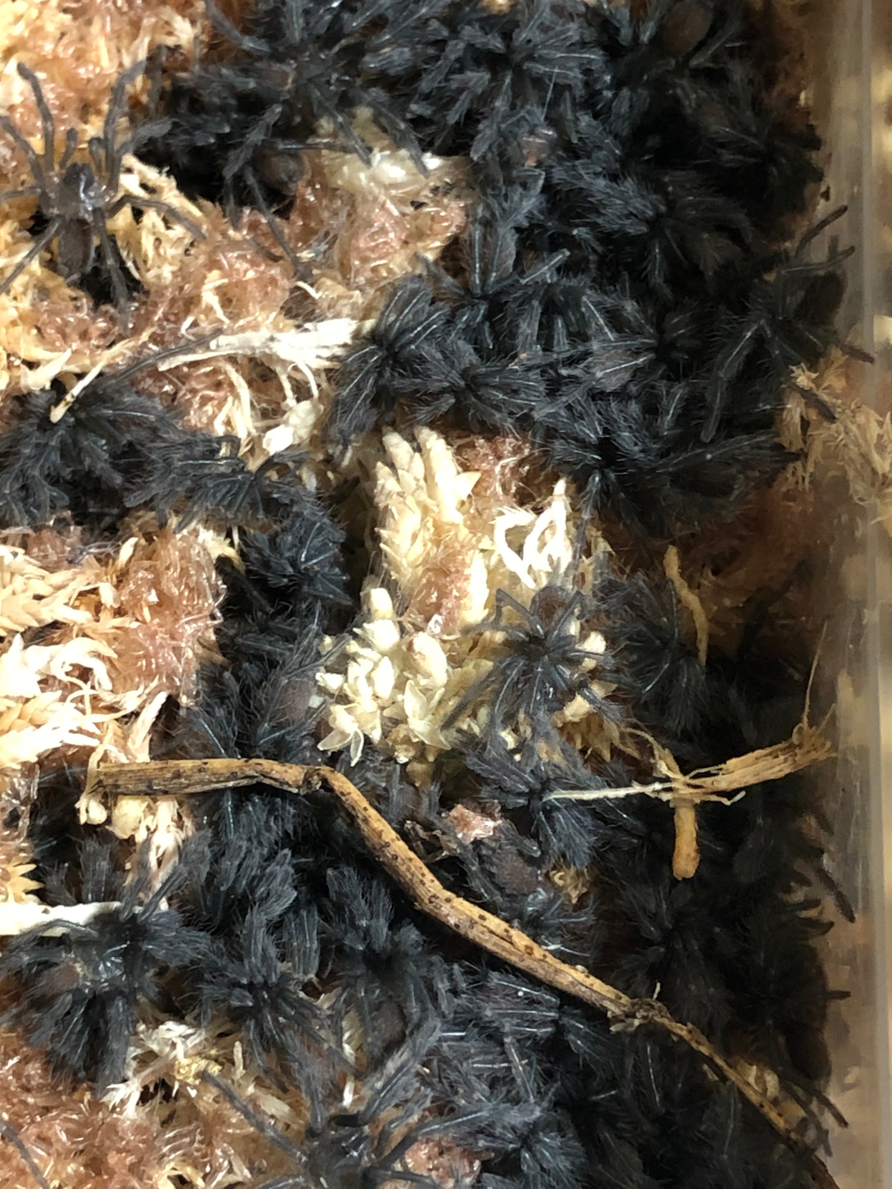 Tarantula slings captive bred. – Southern Invertebrates