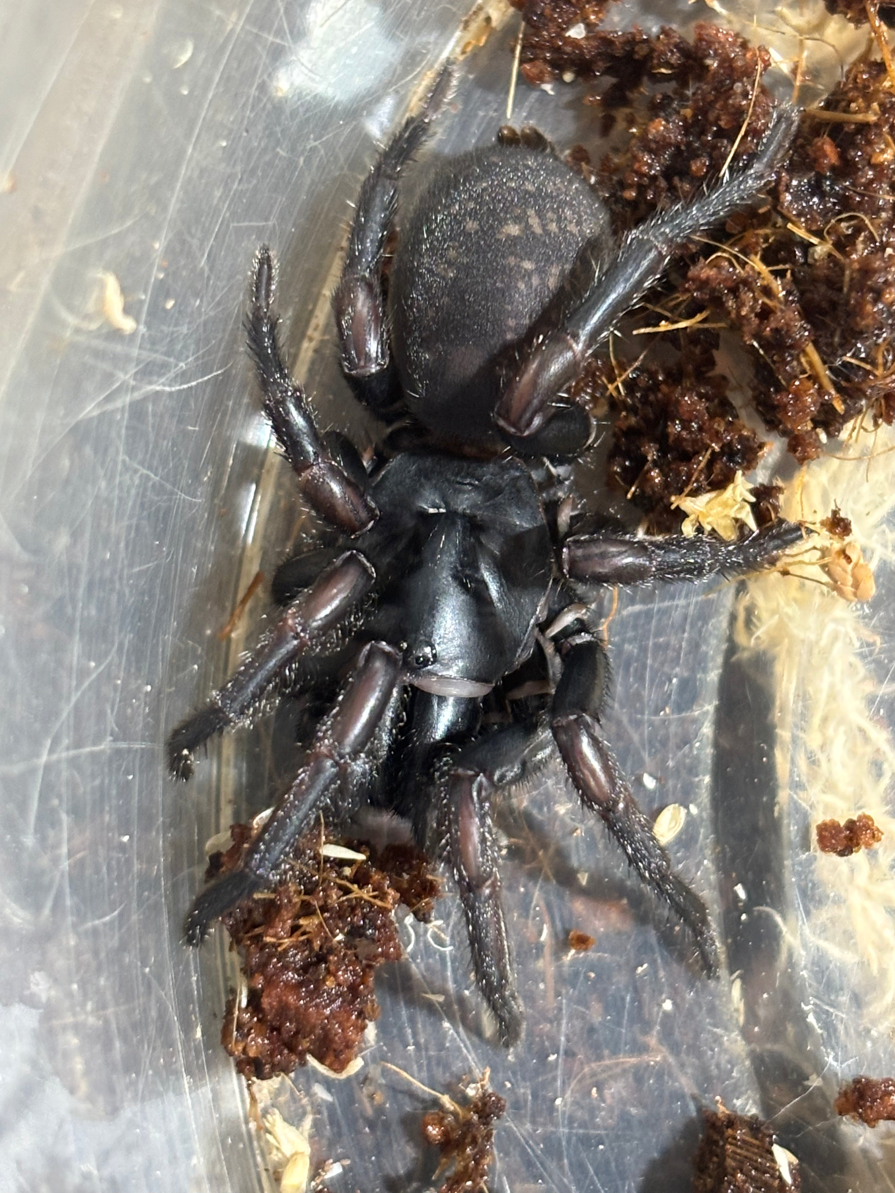 Namea Brisbanensis – Southern Invertebrates