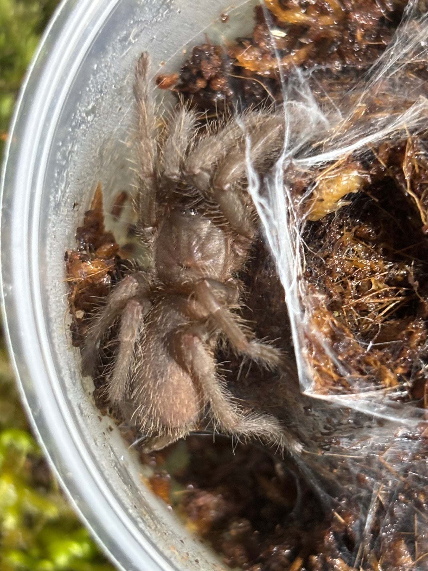 Blue Legged Tarantula (Phlogius PQ113) Western Form 40mm – Southern ...