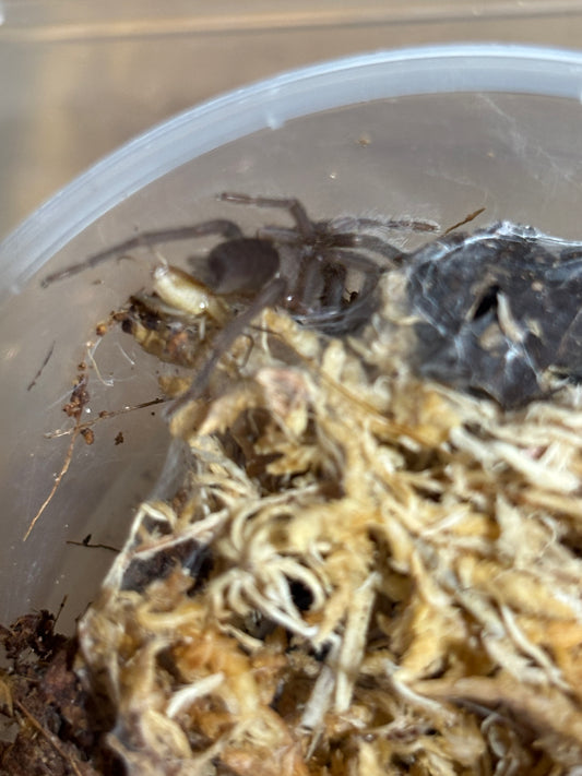 Southern Invertebrates