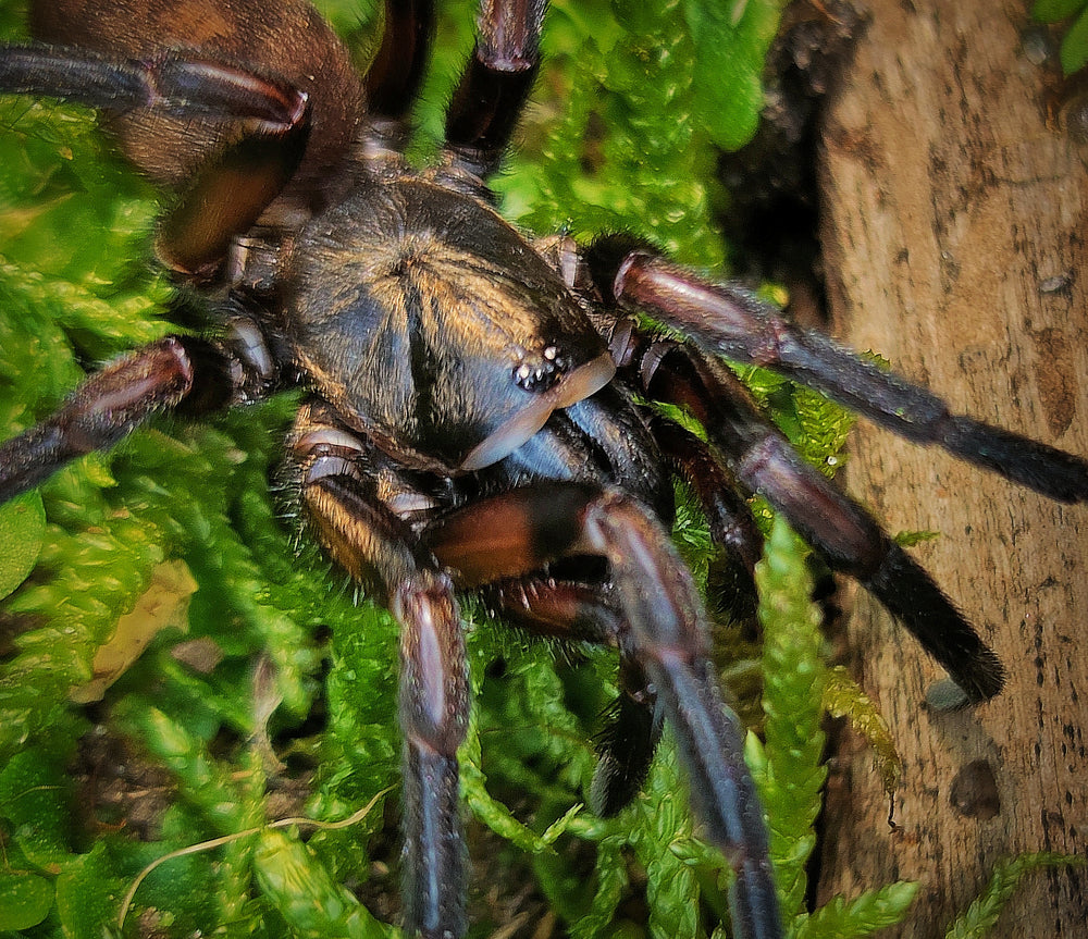 About us – Southern Invertebrates